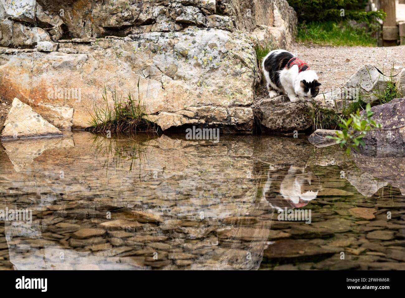 Black and white cat playing in reflective water in Banff National Park ...