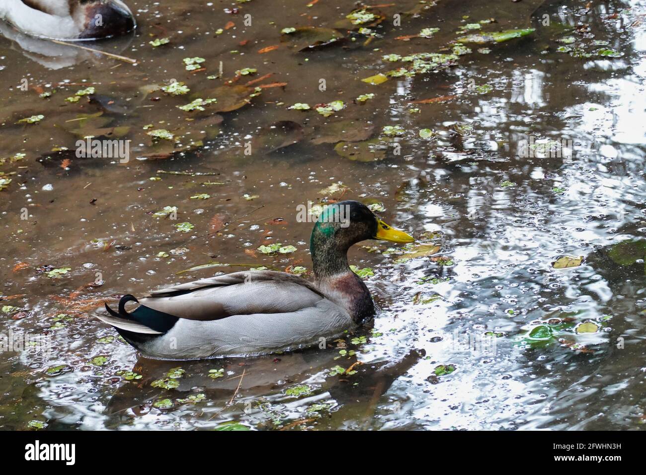 Mallard duck floating in the pond Stock Photo - Alamy