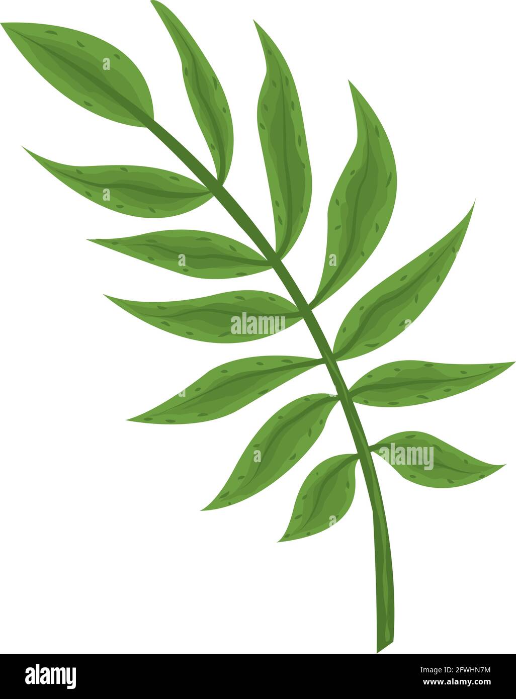 Lush green evergreen foliage Stock Vector Images - Alamy