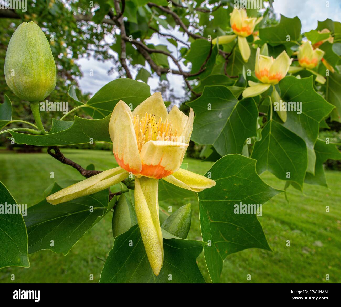 Flowers of tulip tree (Liriodendron tulipifera) blooming in spring in ...