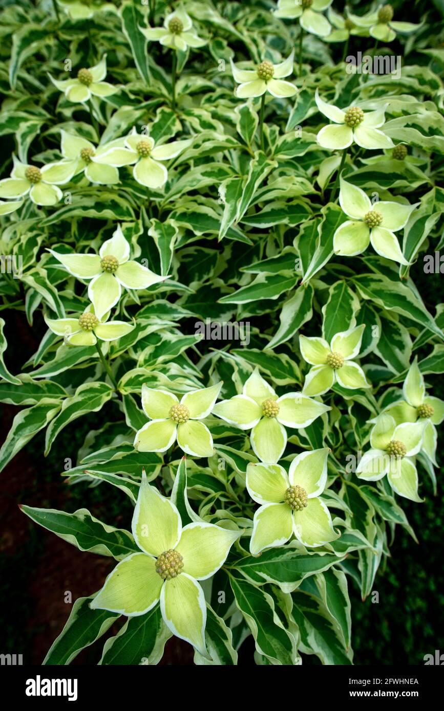 Flowers And Leaves Of Variegarted Kousa Dogwood Tree Cornus Kousa