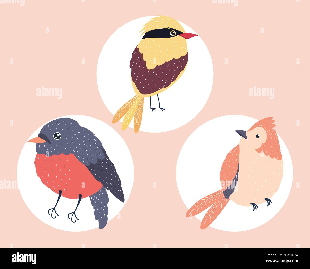 three birds species set animals Stock Vector Image & Art - Alamy
