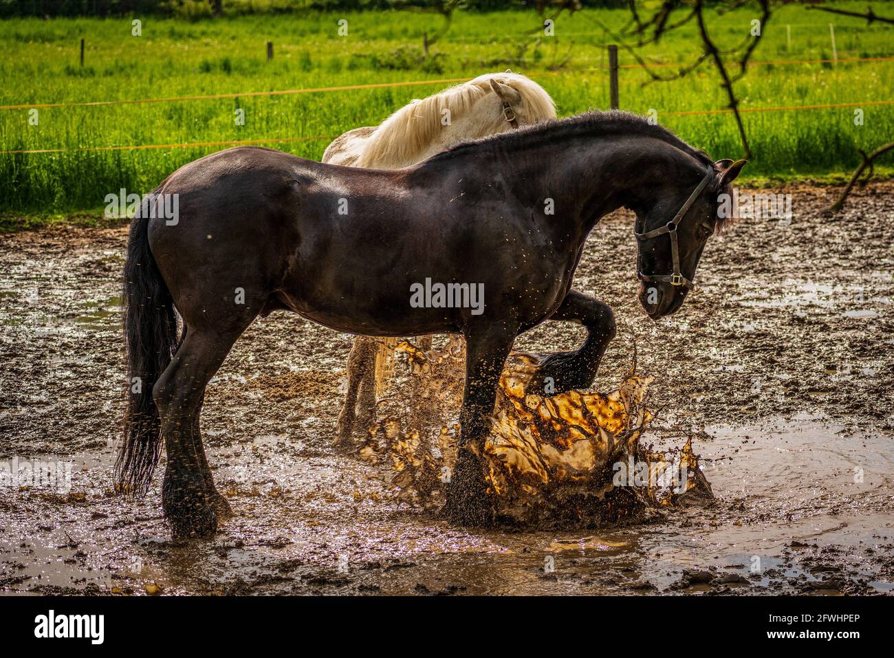 two horses play in the puddle Stock Photo - Alamy