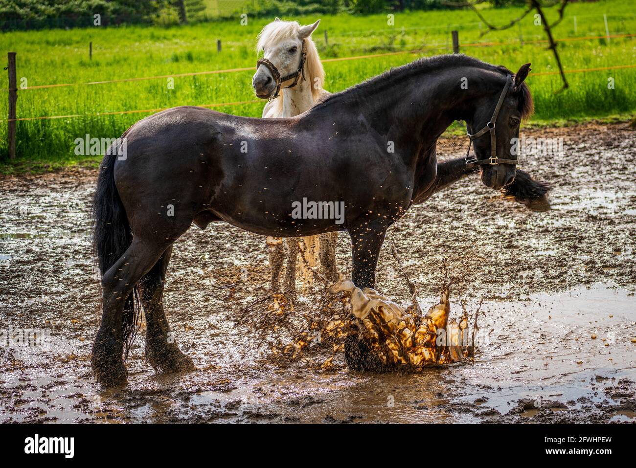 two horses play in the puddle Stock Photo - Alamy