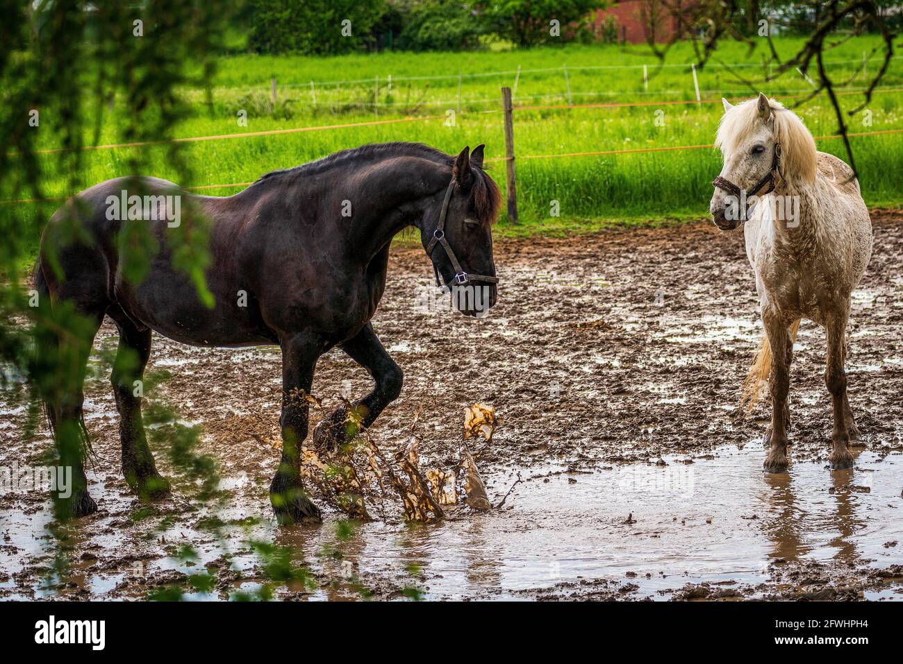 two horses play in the puddle Stock Photo - Alamy