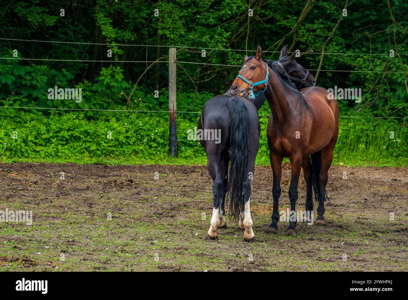two horses on the farm Stock Photo - Alamy