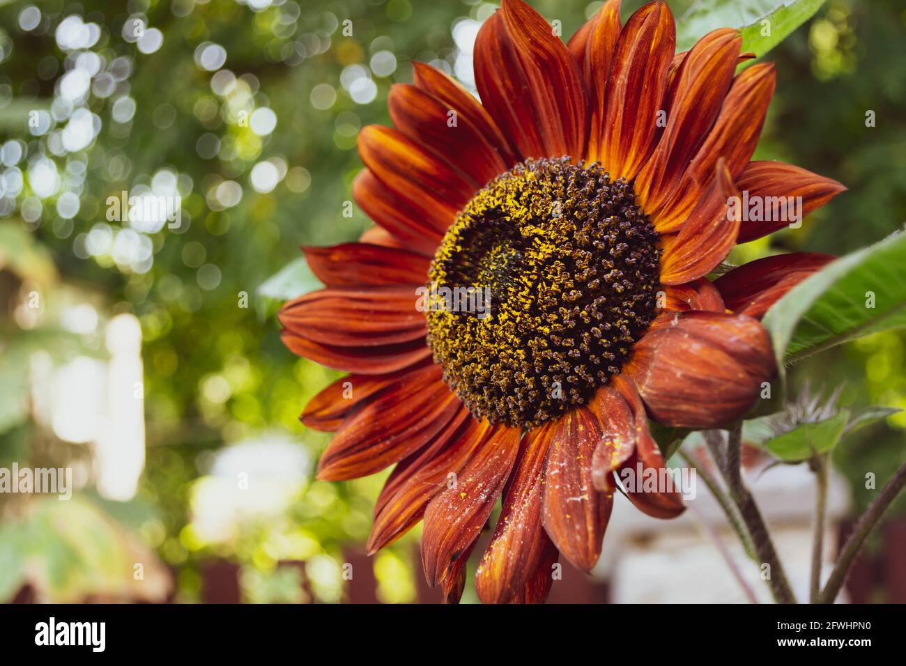 Red giant sunflower hi-res stock photography and images - Alamy