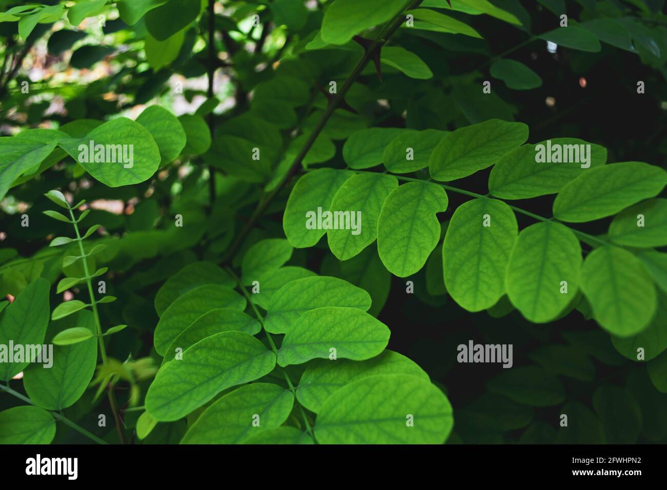 Luscious green leaves of acacia on a tree branch Stock Photo - Alamy