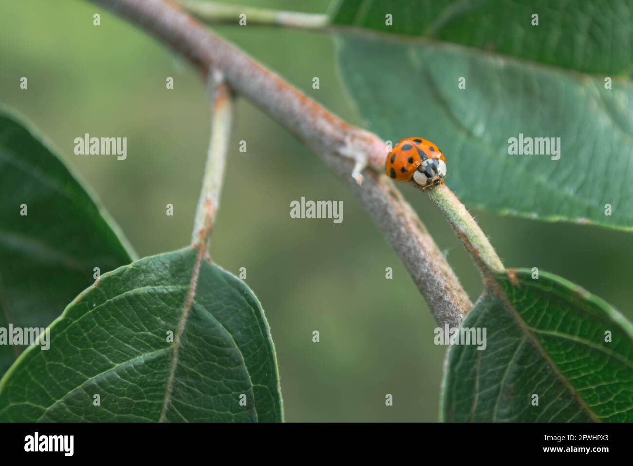 Ladybug On Leaf In Tree