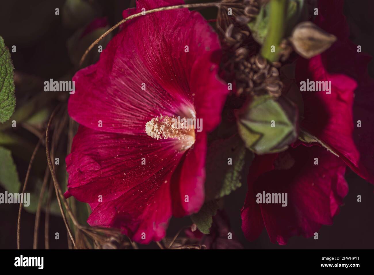 Red rose garden night hi-res stock photography and images - Alamy