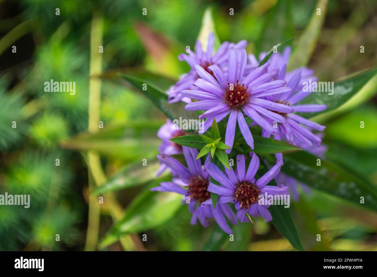 Blue autumn flowers. Aster Tataricus is a perennial herb Stock Photo ...