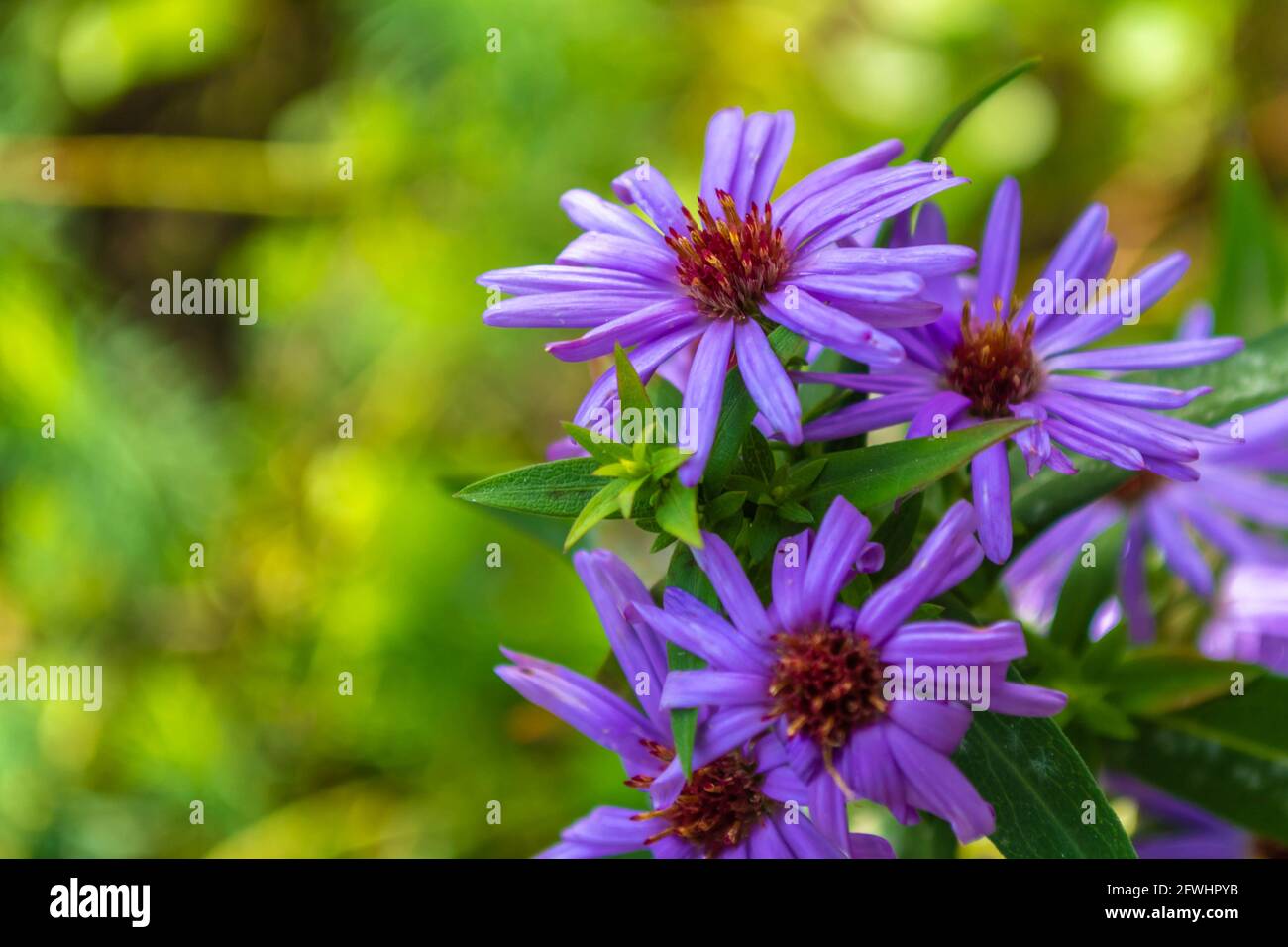 Aster flower, beautiful blue autumn flowers Stock Photo - Alamy