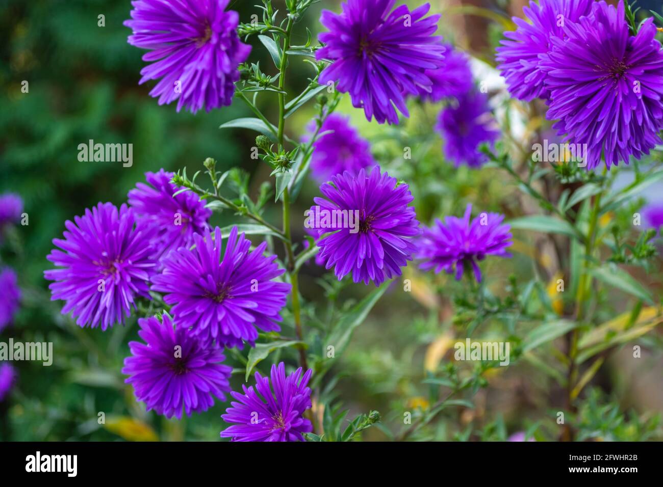 Blooming beautiful bush of blue flowers Stock Photo - Alamy