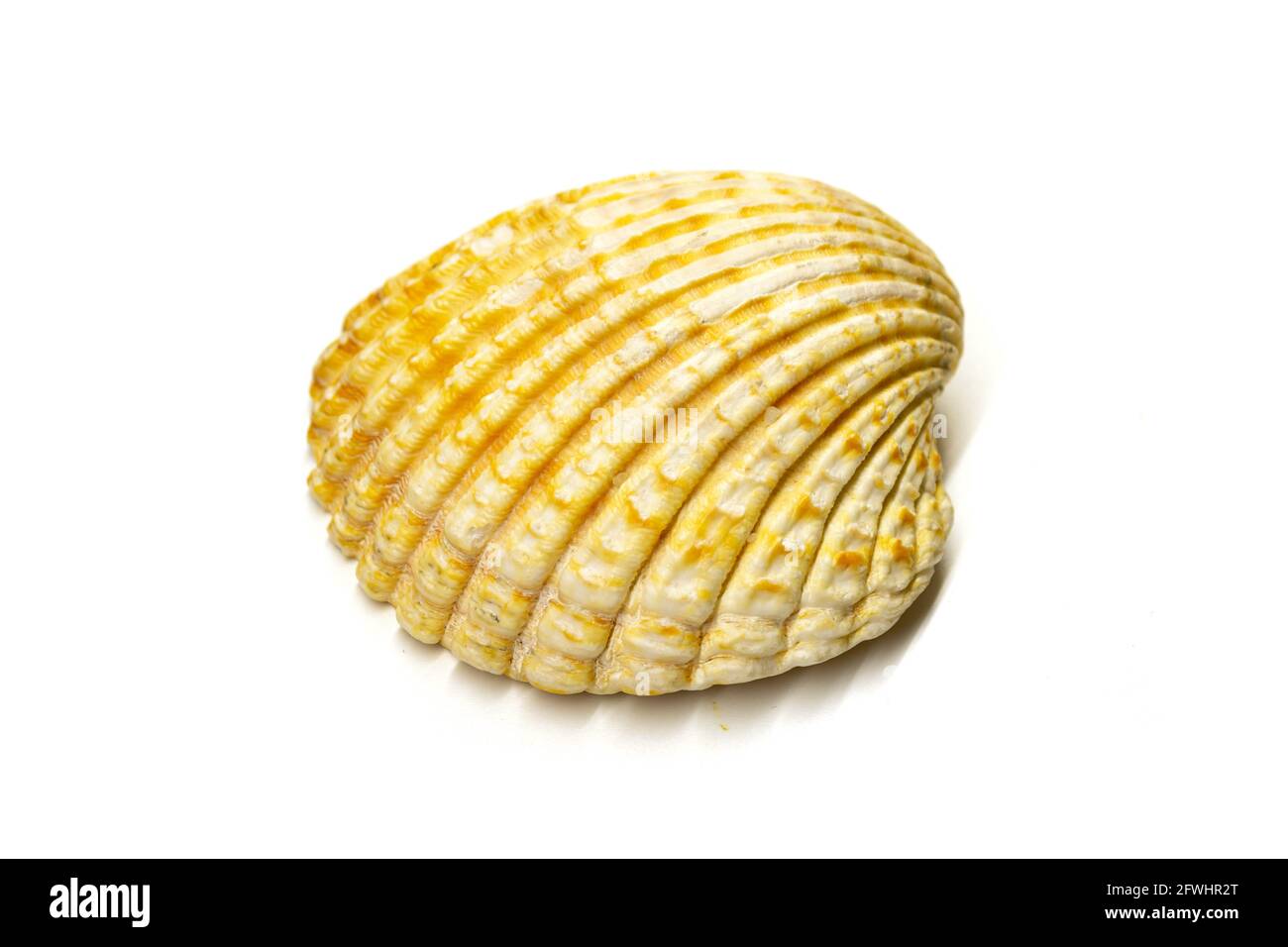 Large seashell on white background top view Stock Photo - Alamy