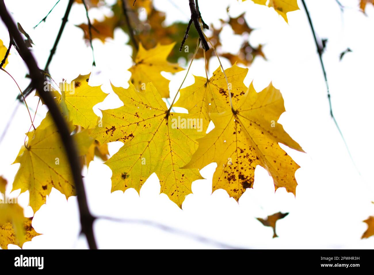 Autumn yellow leaves sway in hi-res stock photography and images - Alamy
