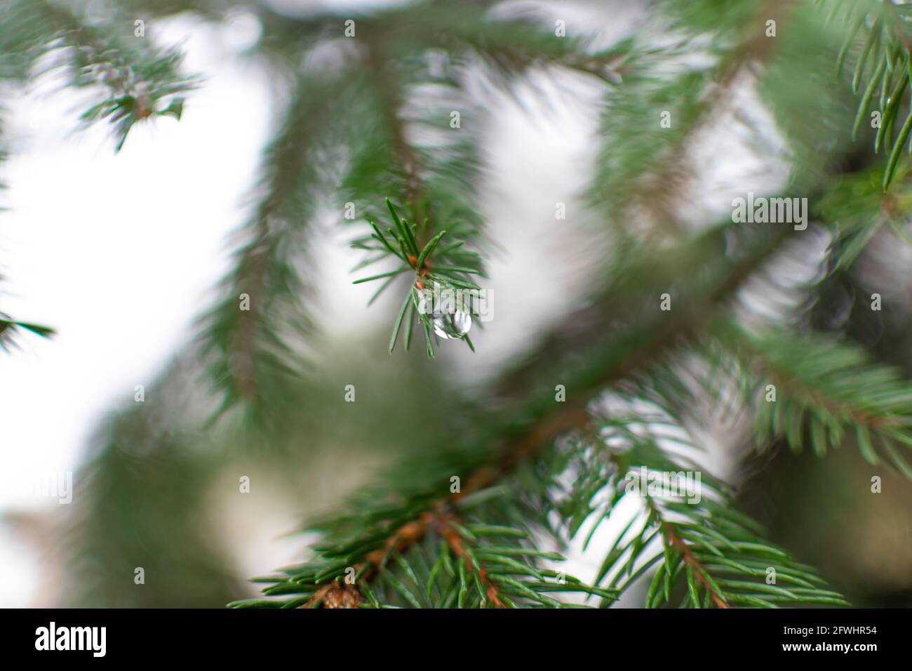 Green spruce branches with water drop from rain Stock Photo - Alamy