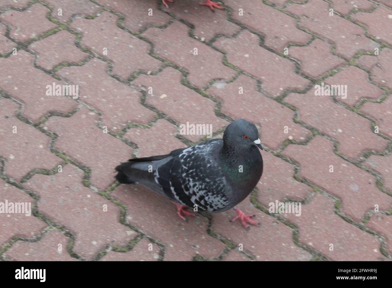 gray pigeon on paving tile. Urban birds, animals, inhabitants Stock ...