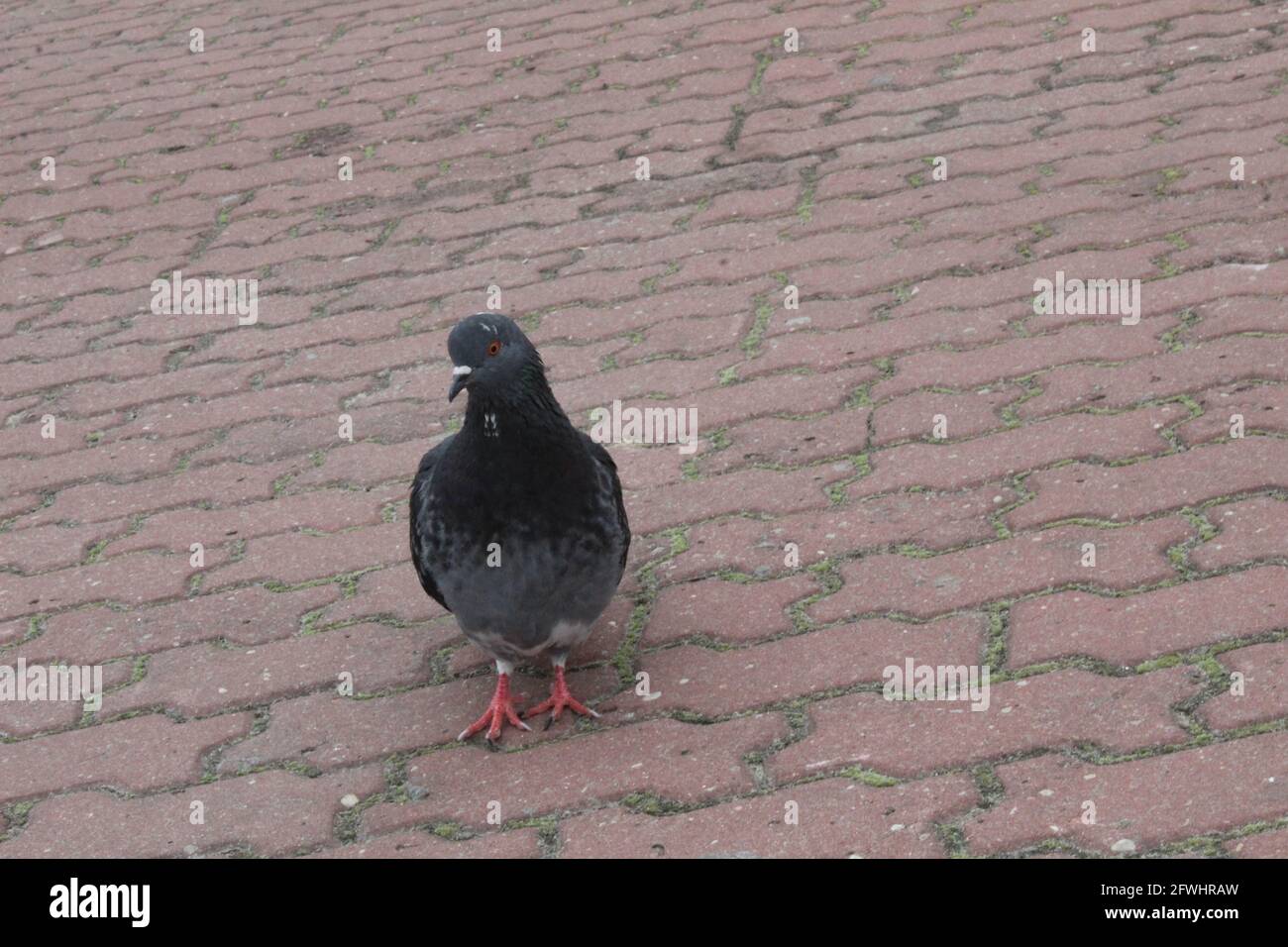 gray pigeon on paving tile. Urban birds, animals, inhabitants Stock ...