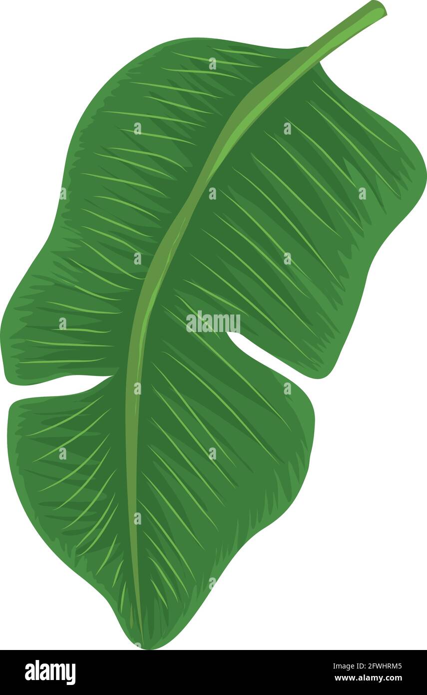 Vibrant green palm leaf Stock Vector Images - Alamy