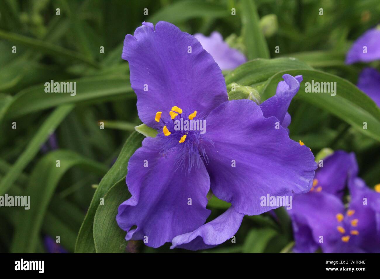 Toffee bud hi-res stock photography and images - Alamy