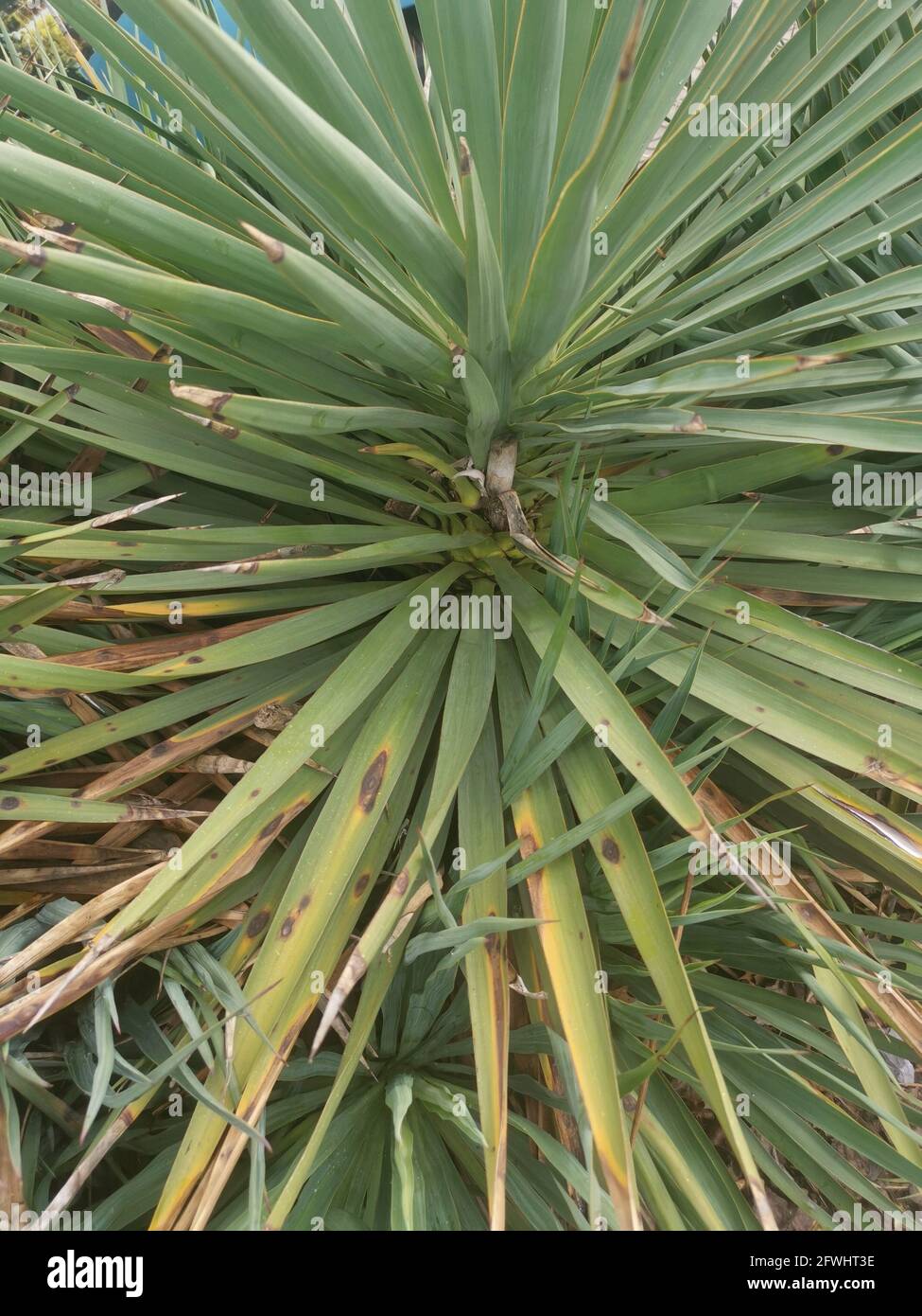 Central european pine forest hi-res stock photography and images - Alamy