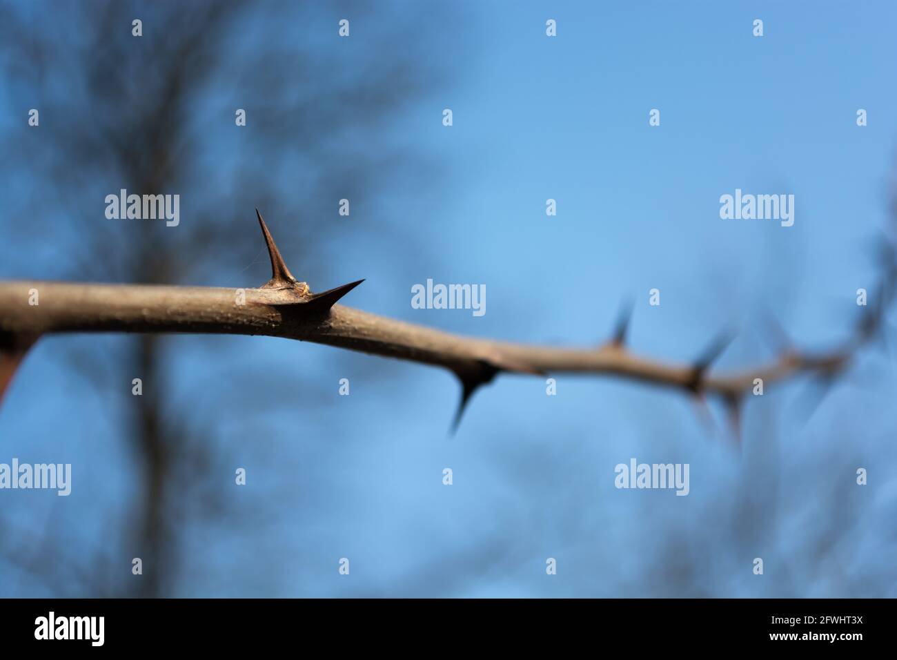 Dry acacia branch with needles close up. Gray-blue background Stock ...