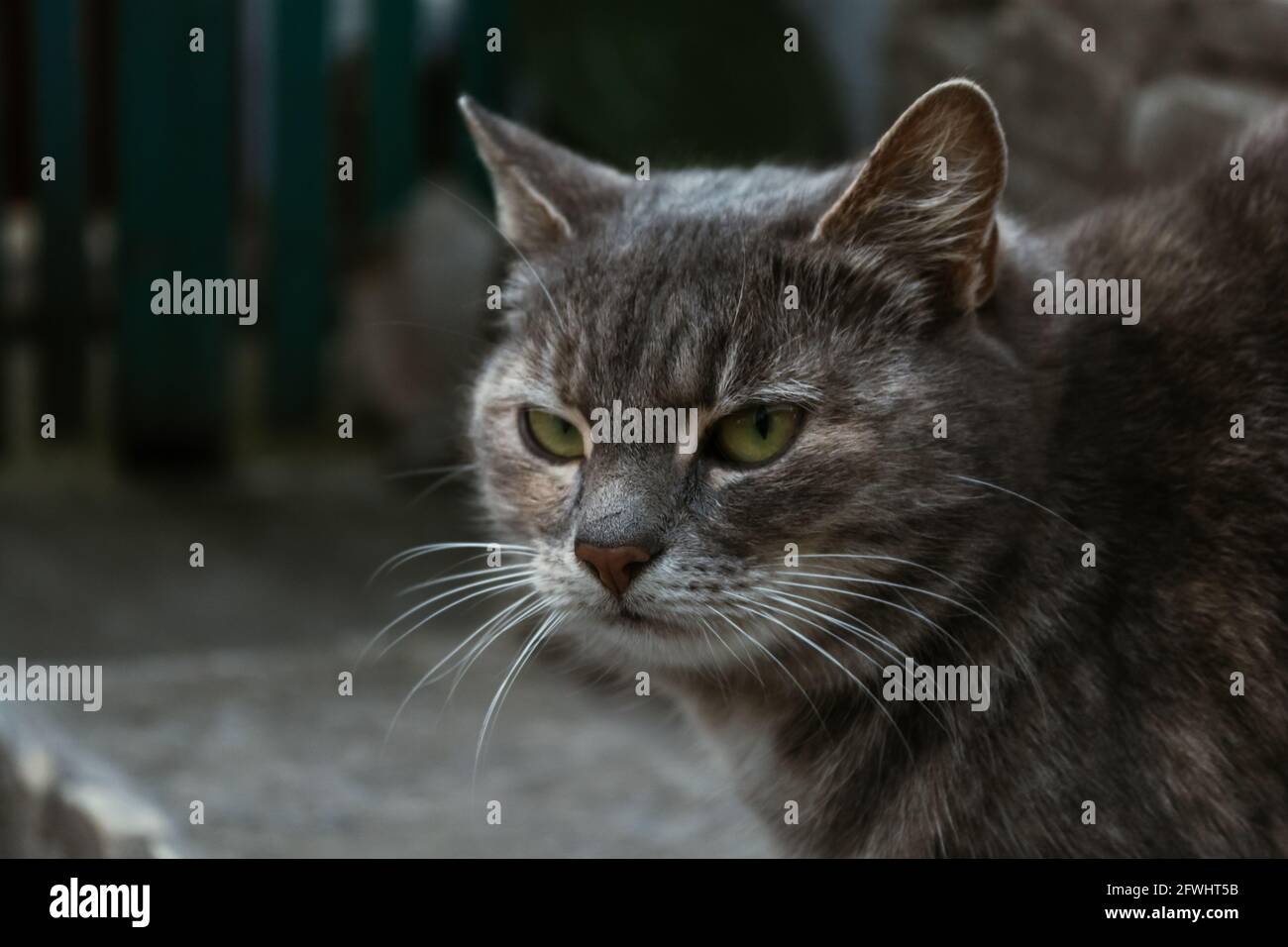 Yard cat hi-res stock photography and images - Alamy
