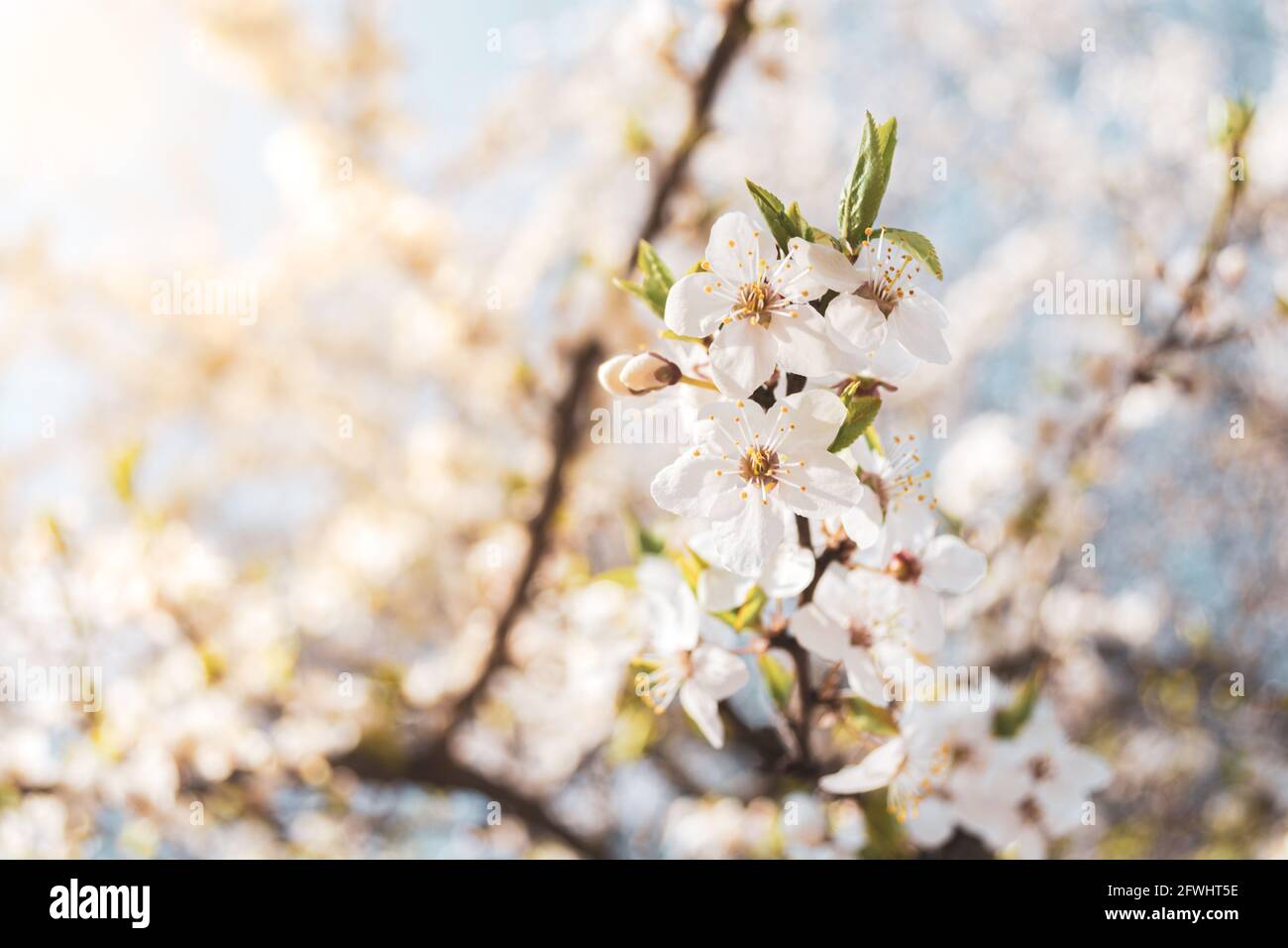 Blooming cherry tree. Spring Easter sunny day. Beautiful floral image ...