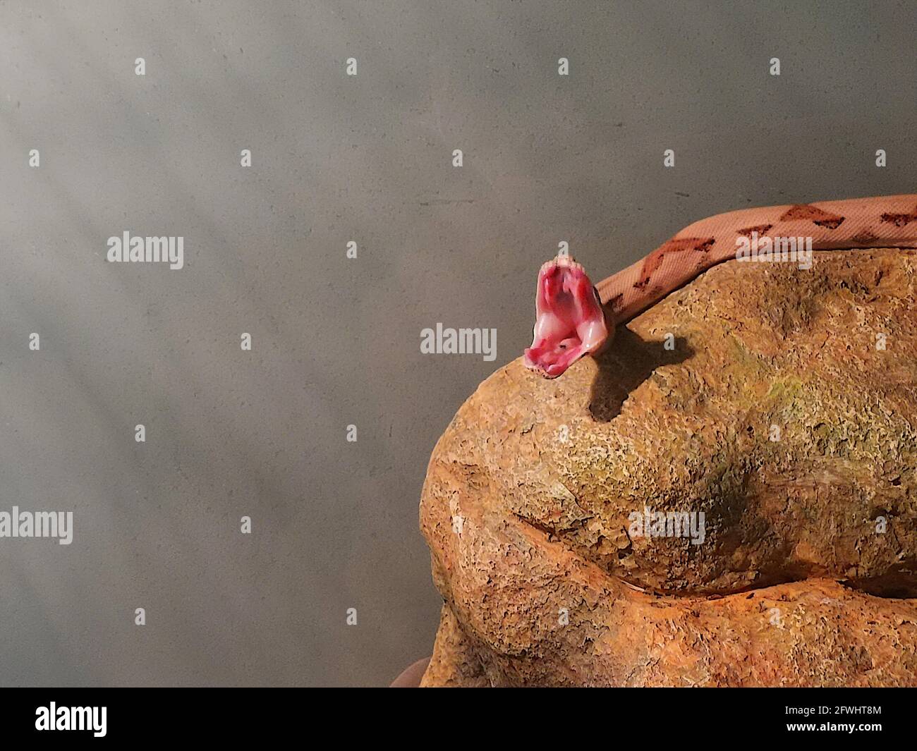 Yawning Snake High Resolution Stock Photography and Images - Alamy