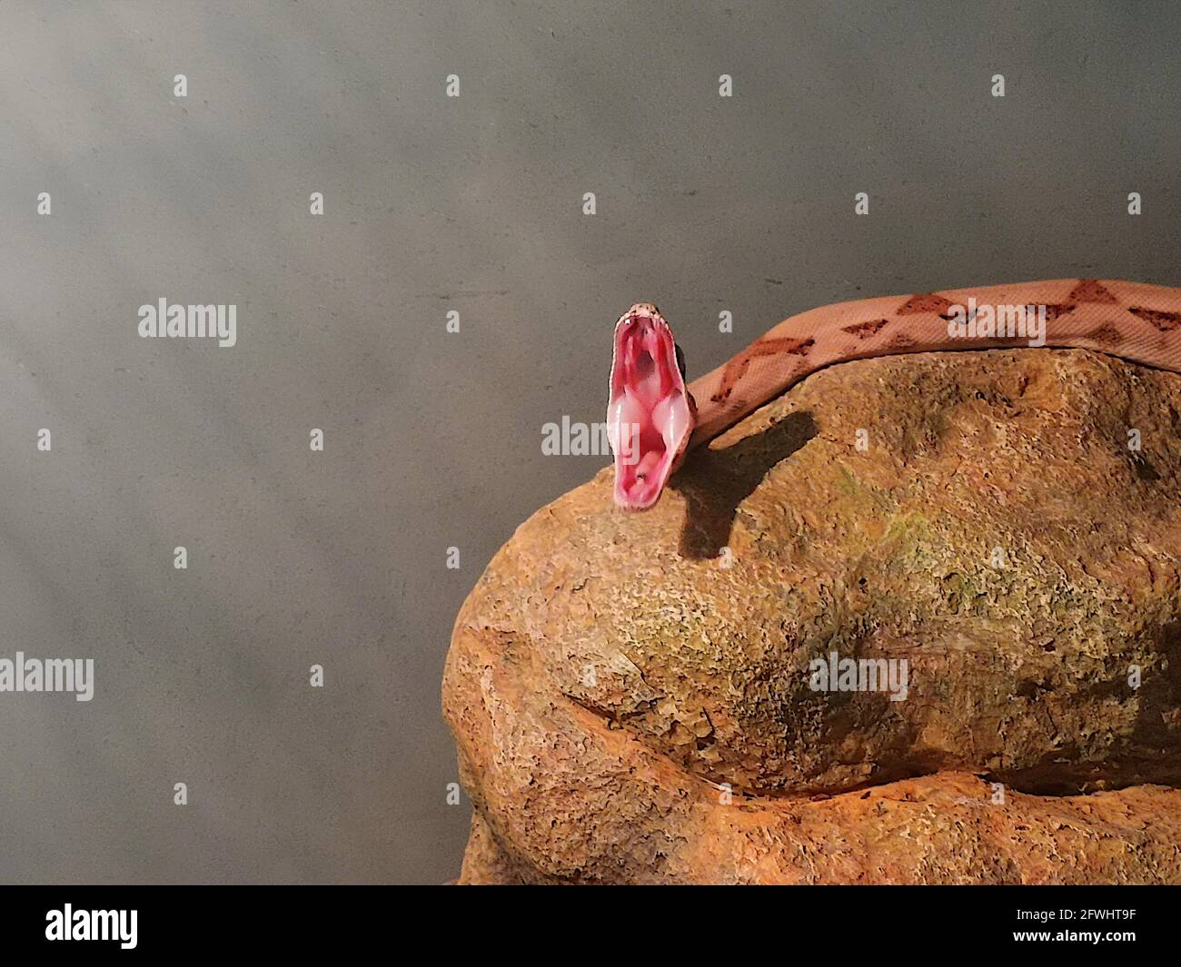 Yawning Snake High Resolution Stock Photography and Images - Alamy