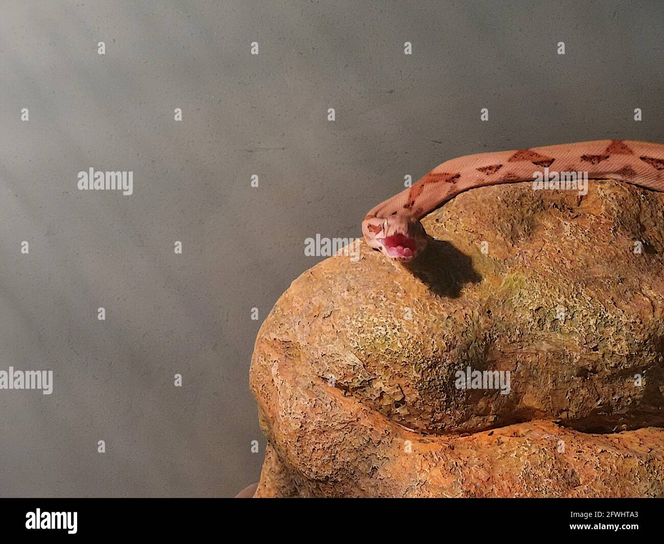 Yawning reptile hi-res stock photography and images - Alamy