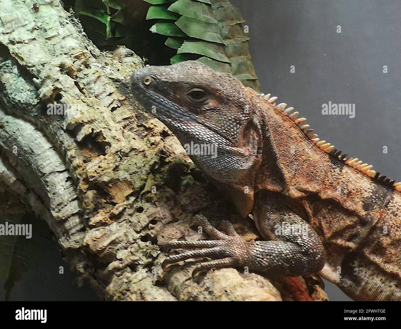 Collared lizards hi-res stock photography and images - Alamy