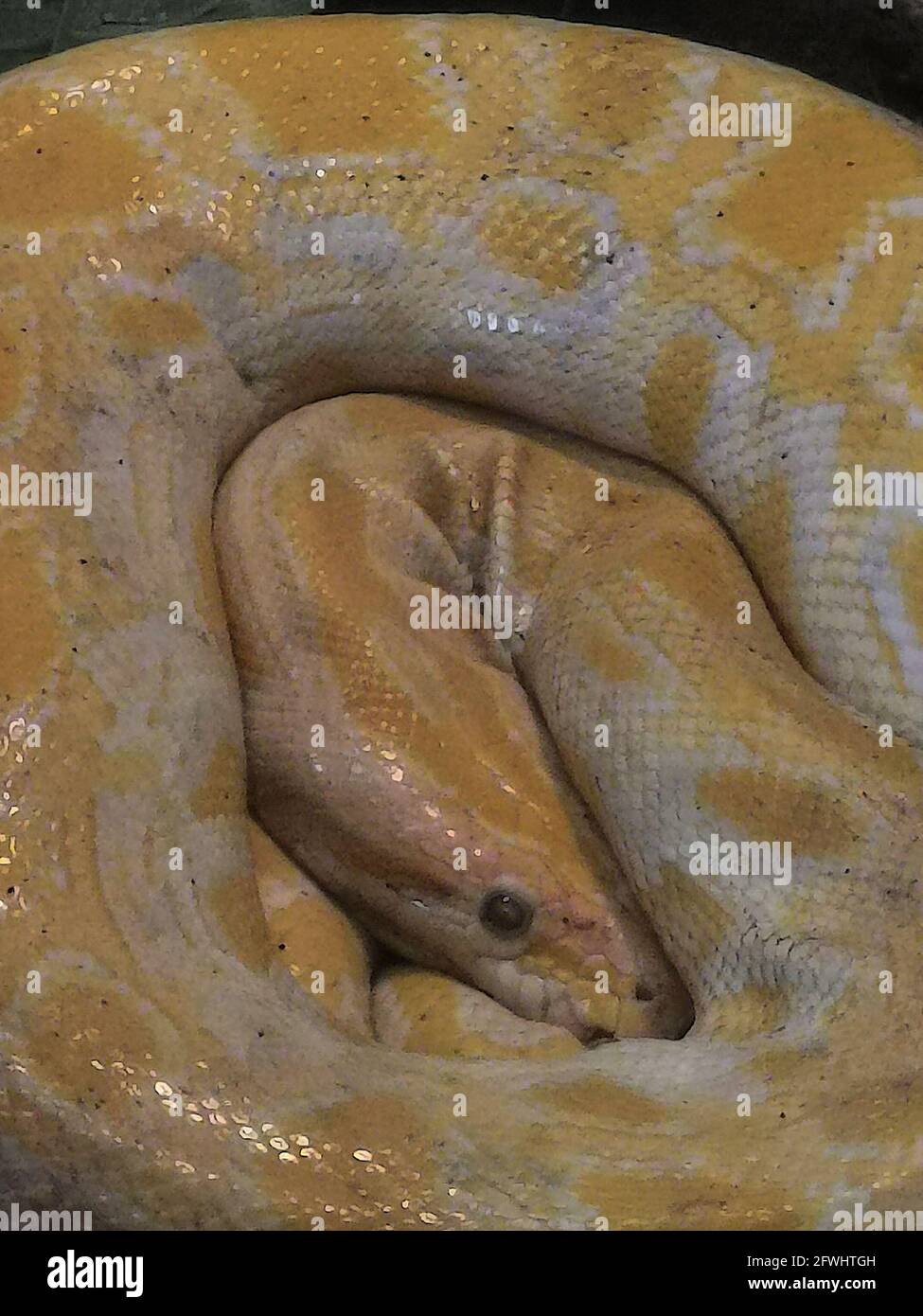 Yellow boa constrictor hi-res stock photography and images - Alamy