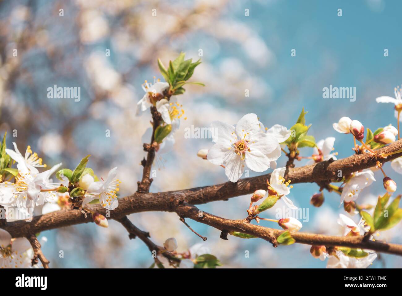 Beautiful picture cherry blossoms hi-res stock photography and images ...