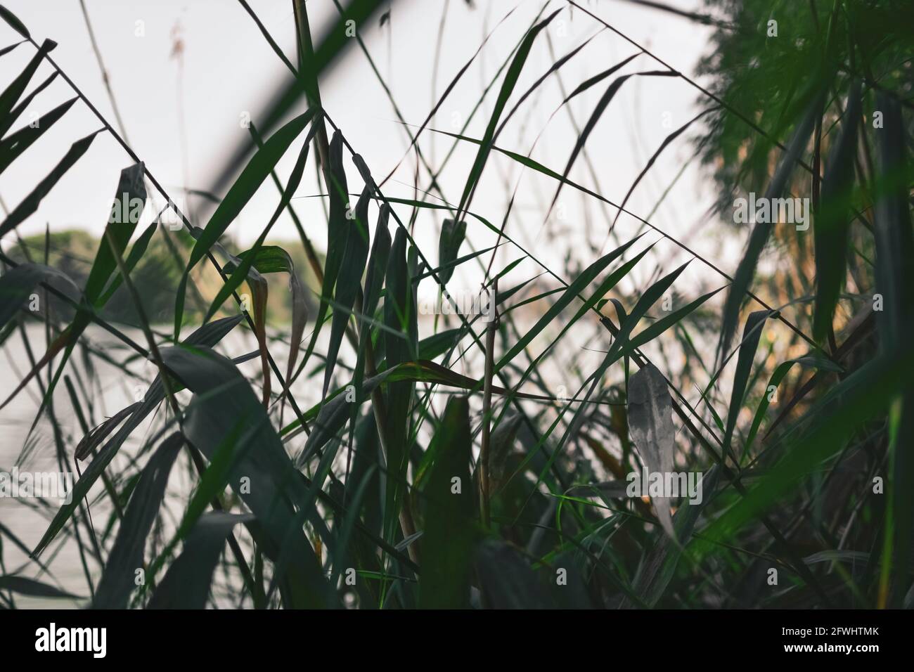 Branches of green reed over the river in the shade on a summer day ...
