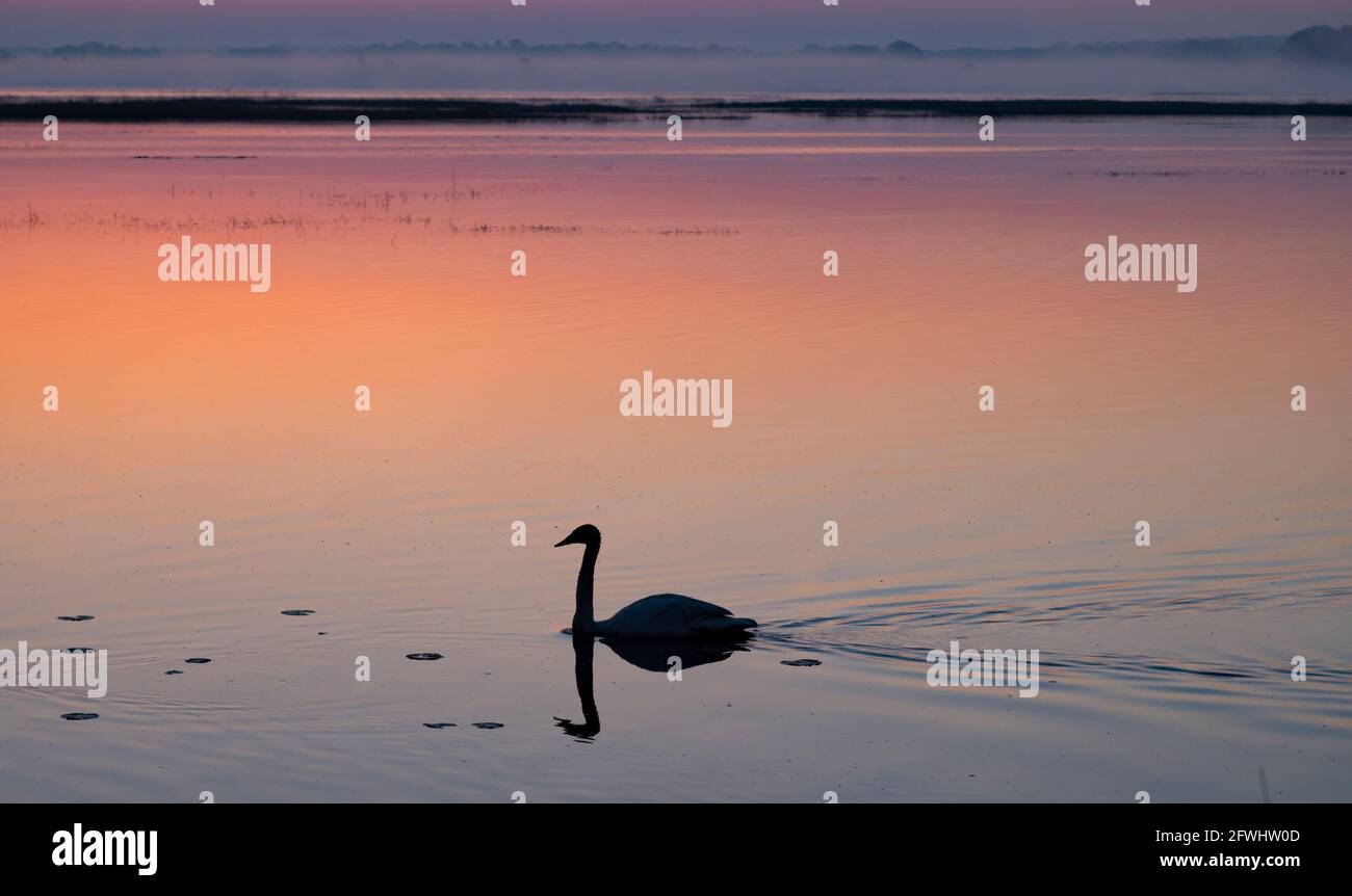 A trumpeter swan at sunrise on Phantom Lake at Crex Meadows in ...