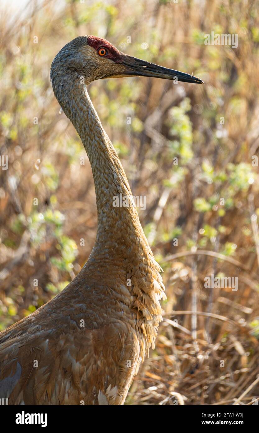 A sandhill crane at Crex Meadows in Wisconsin Stock Photo - Alamy