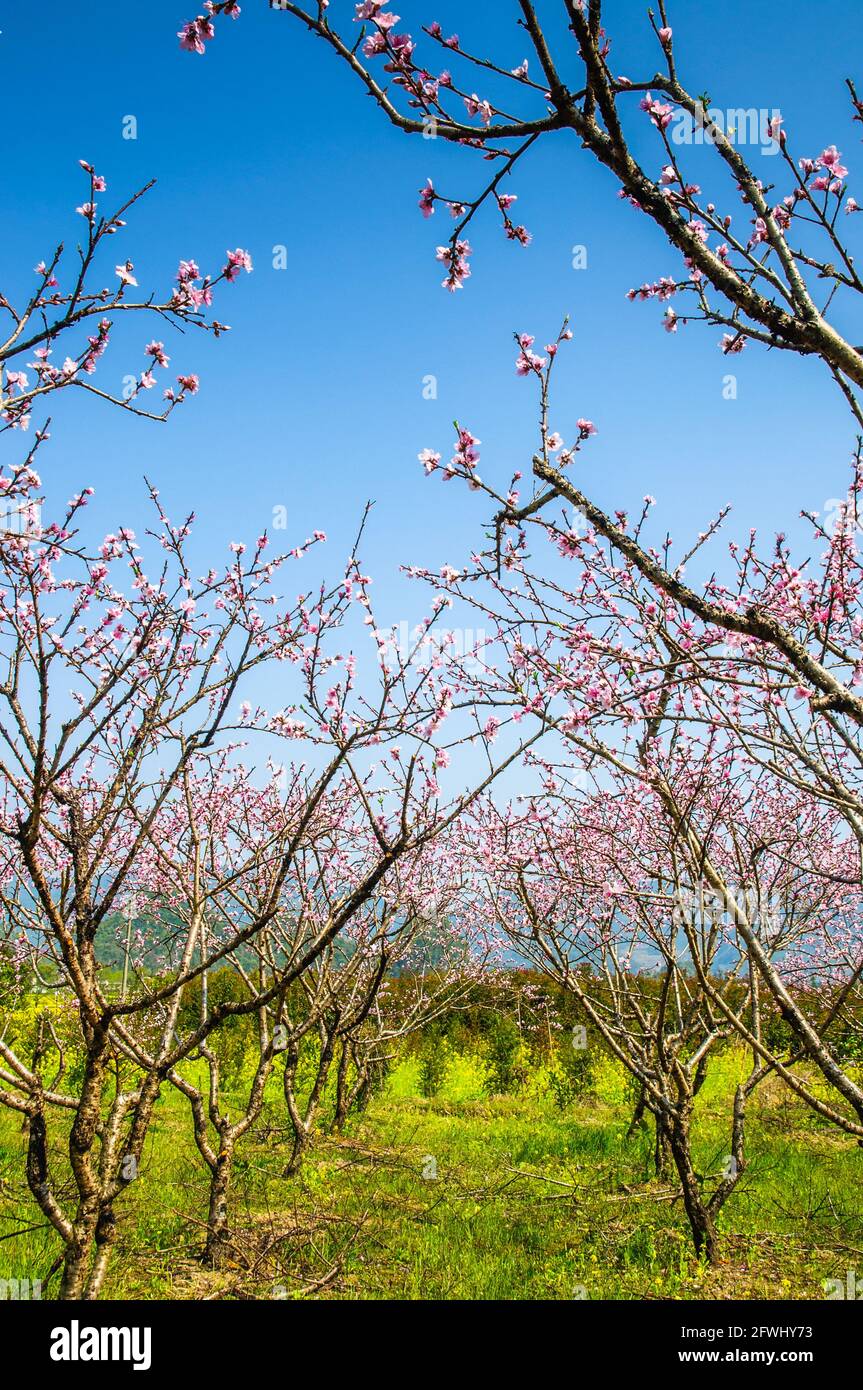 Blooming peach flowers in spring Stock Photo - Alamy