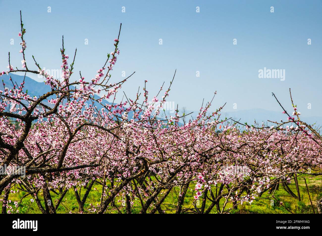 Blooming scenery hi-res stock photography and images - Alamy