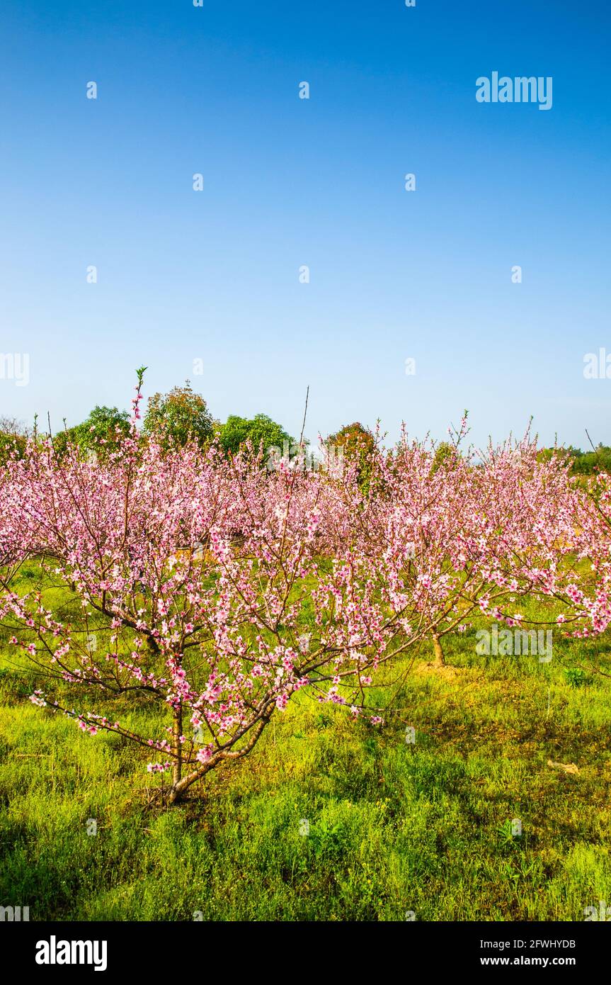Beautiful countryside scenery in spring Stock Photo - Alamy