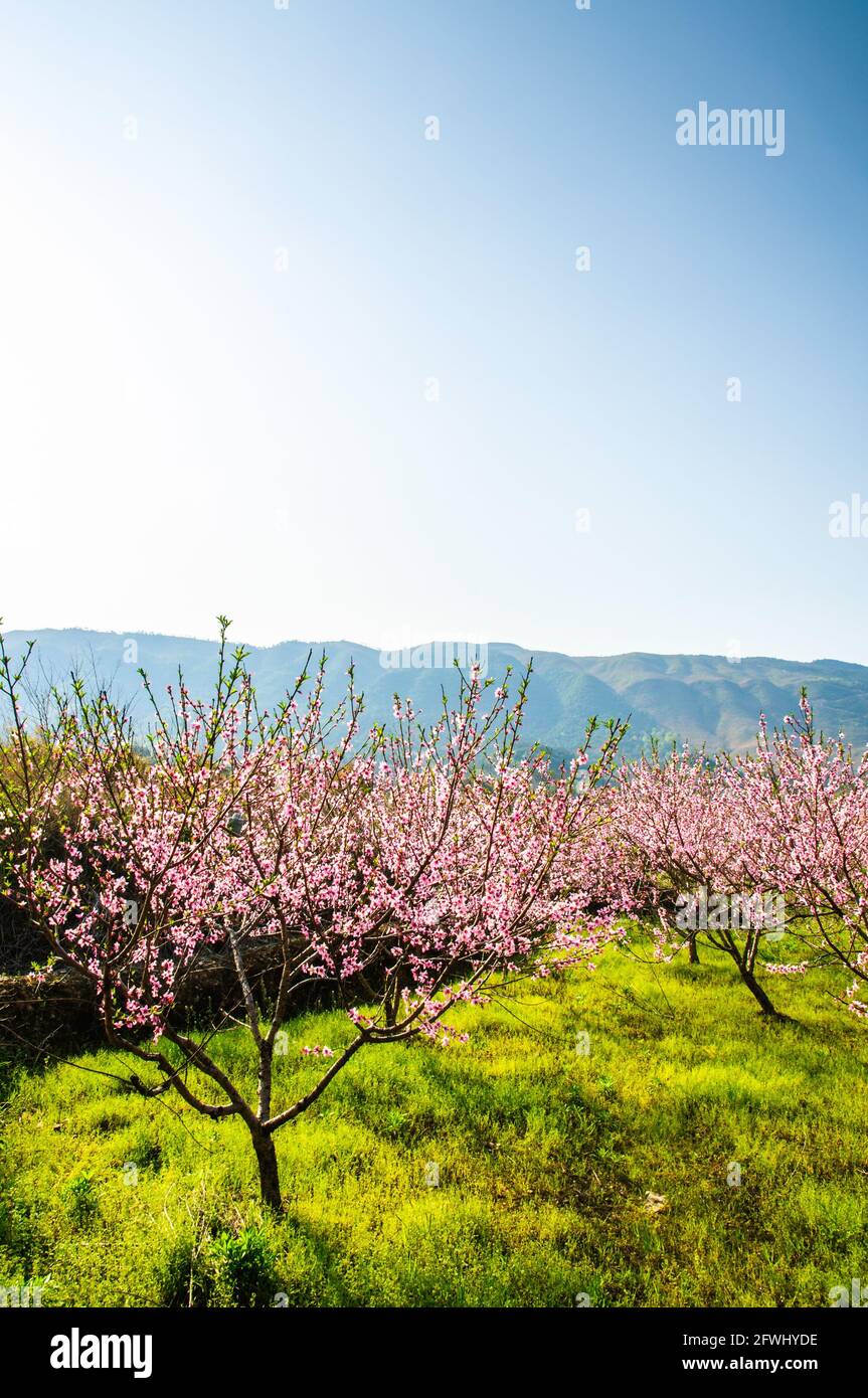 Beautiful countryside scenery in spring Stock Photo - Alamy