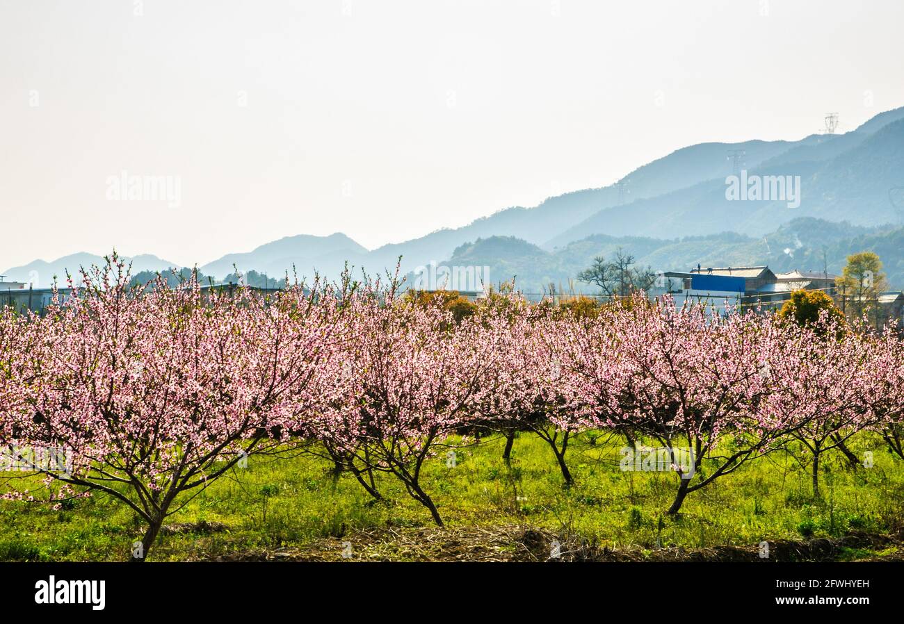 Plants and scenic scenery hi-res stock photography and images - Alamy