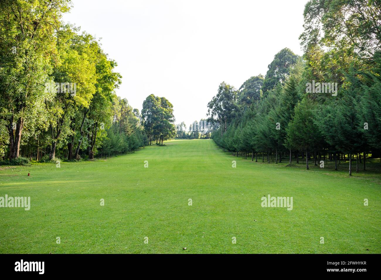 Kericho County Golf Club Course Field Evergreen Stock Photo - Alamy