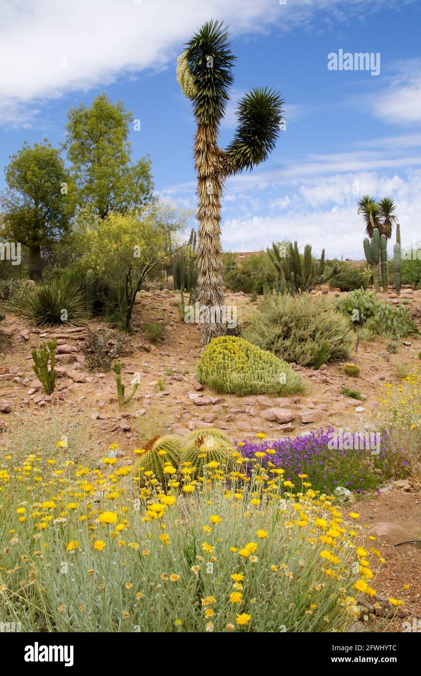 Boyce Thompson Arboretum, Superior, AZ Stock Photo - Alamy