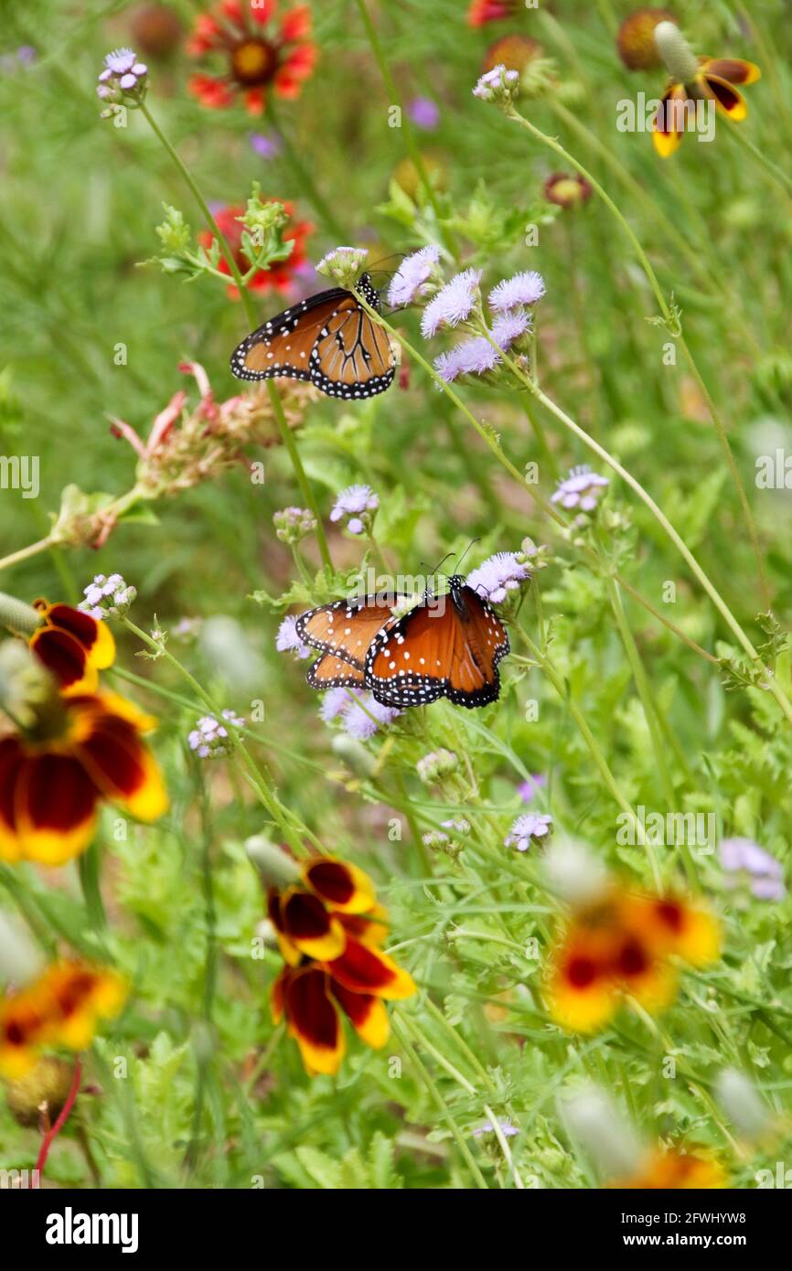 Queen Butterfly at Boyce Thompson Arboretum, Superior, AZ Stock Photo ...