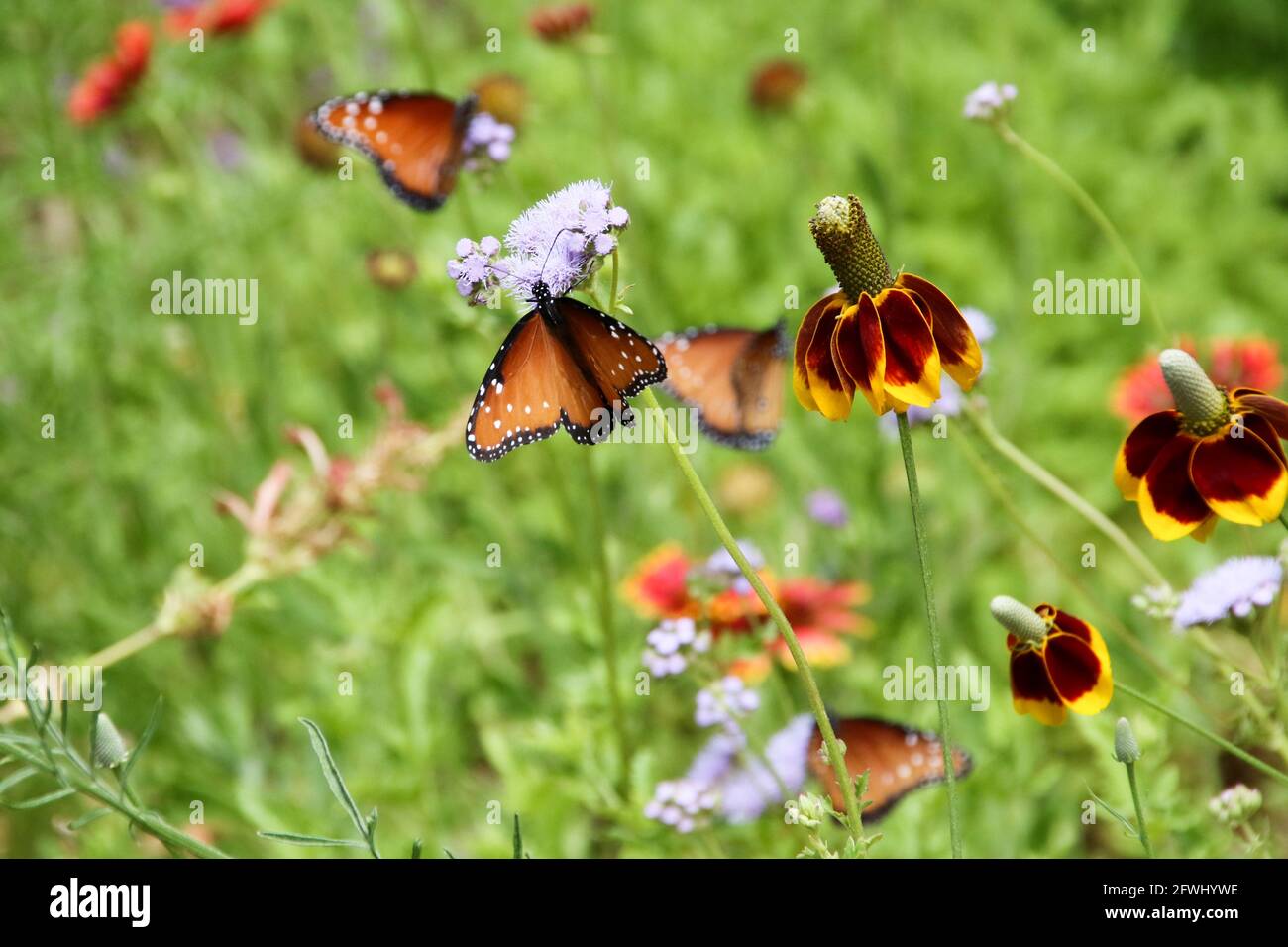 Queen butterfly at boyce thompson arboretum hi-res stock photography ...