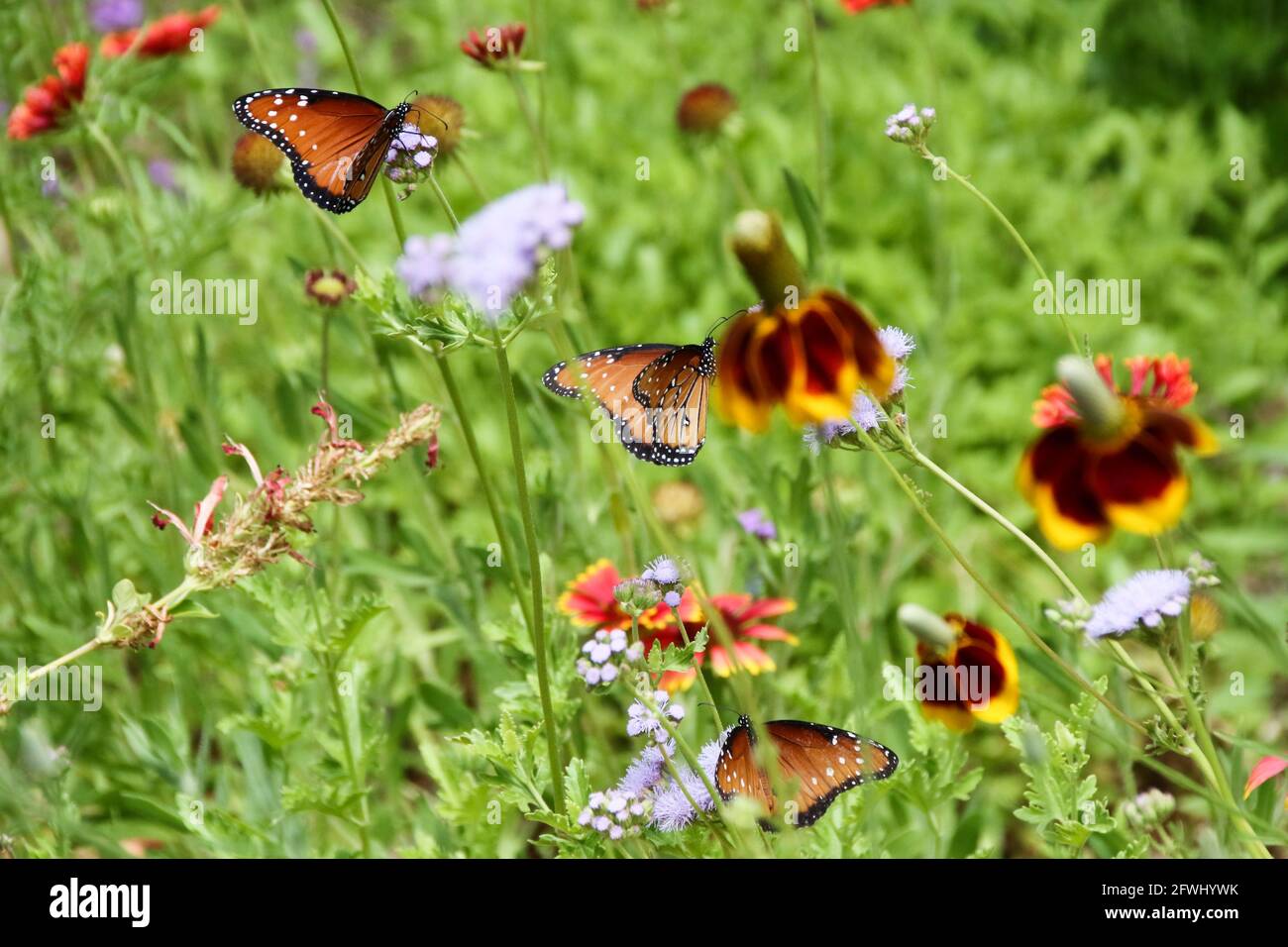 Queen butterfly arizona hi-res stock photography and images - Alamy