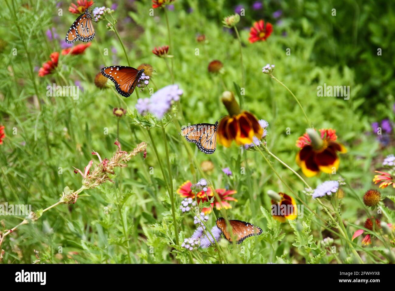 Queen butterfly arizona hi-res stock photography and images - Alamy