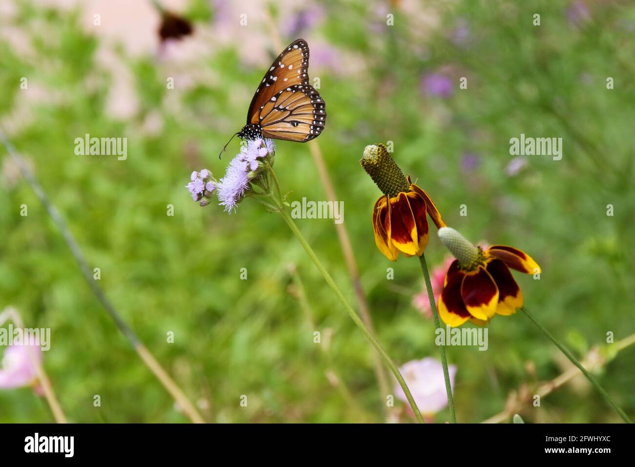 Queen butterfly arizona hi-res stock photography and images - Alamy