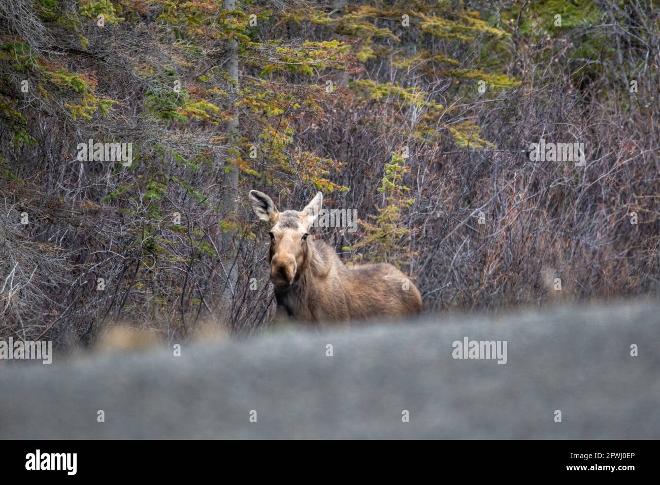 Wild moose staring at camera seen along the Alaska Highway in Yukon ...